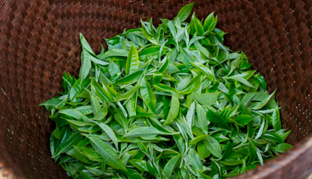 Todo sobre el polvo de té verde matcha - YÖY Superfoods